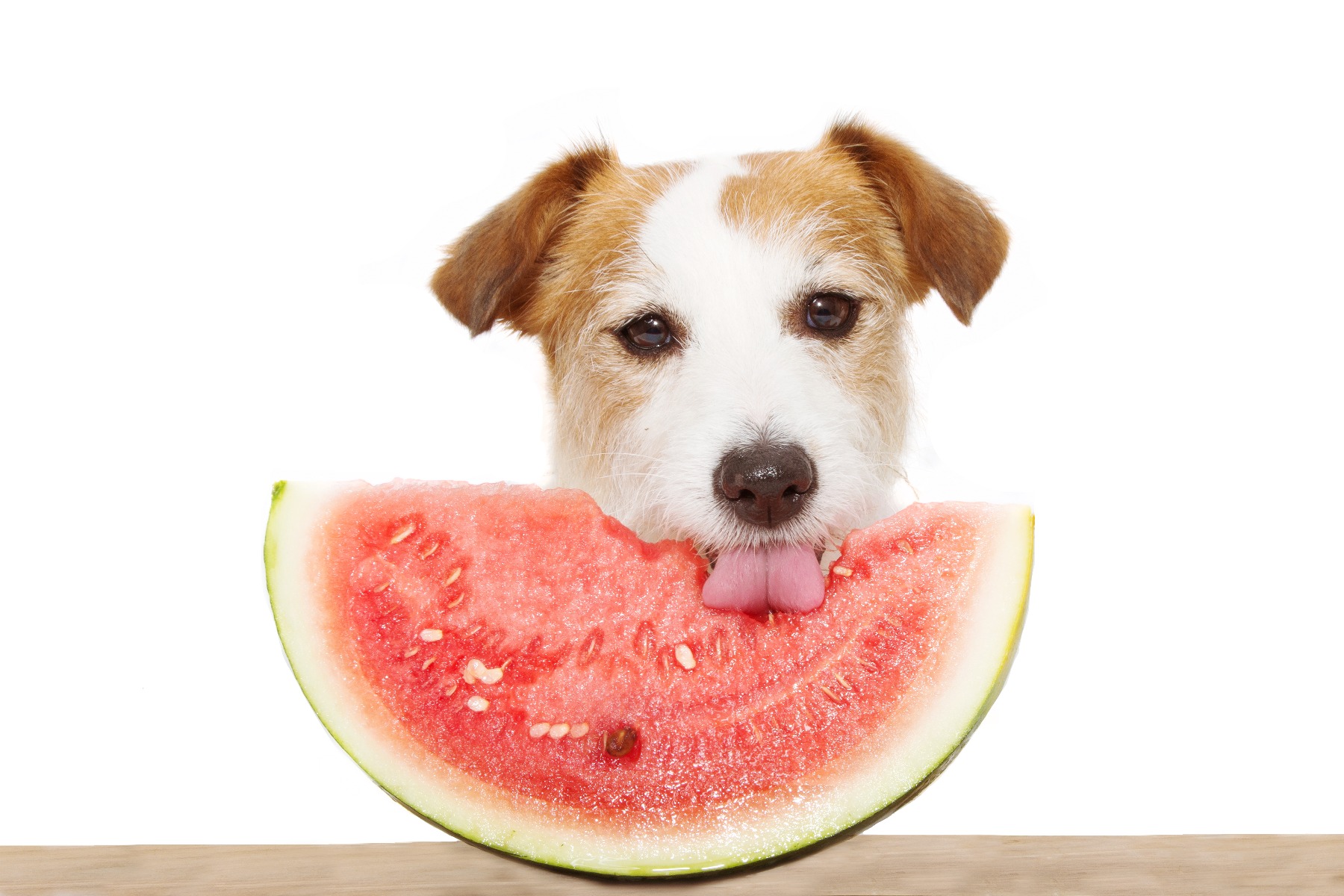 Can Dogs Eat Watermelon Uk